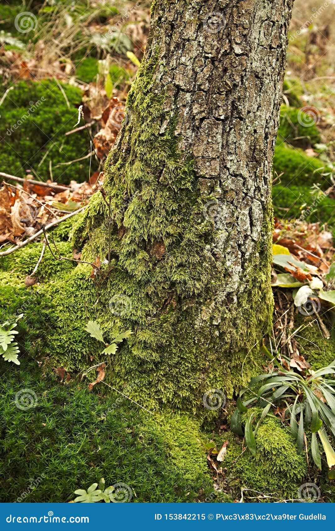 Mossy Tree Trunk Closeup stock image. Image of rugose - 153842215
