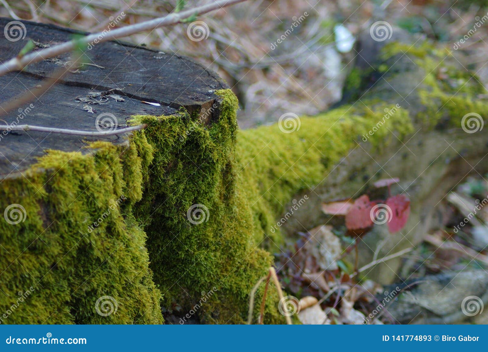 Mossy Tree Trunk in a Forest. Stock Image - Image of beautiful, green ...