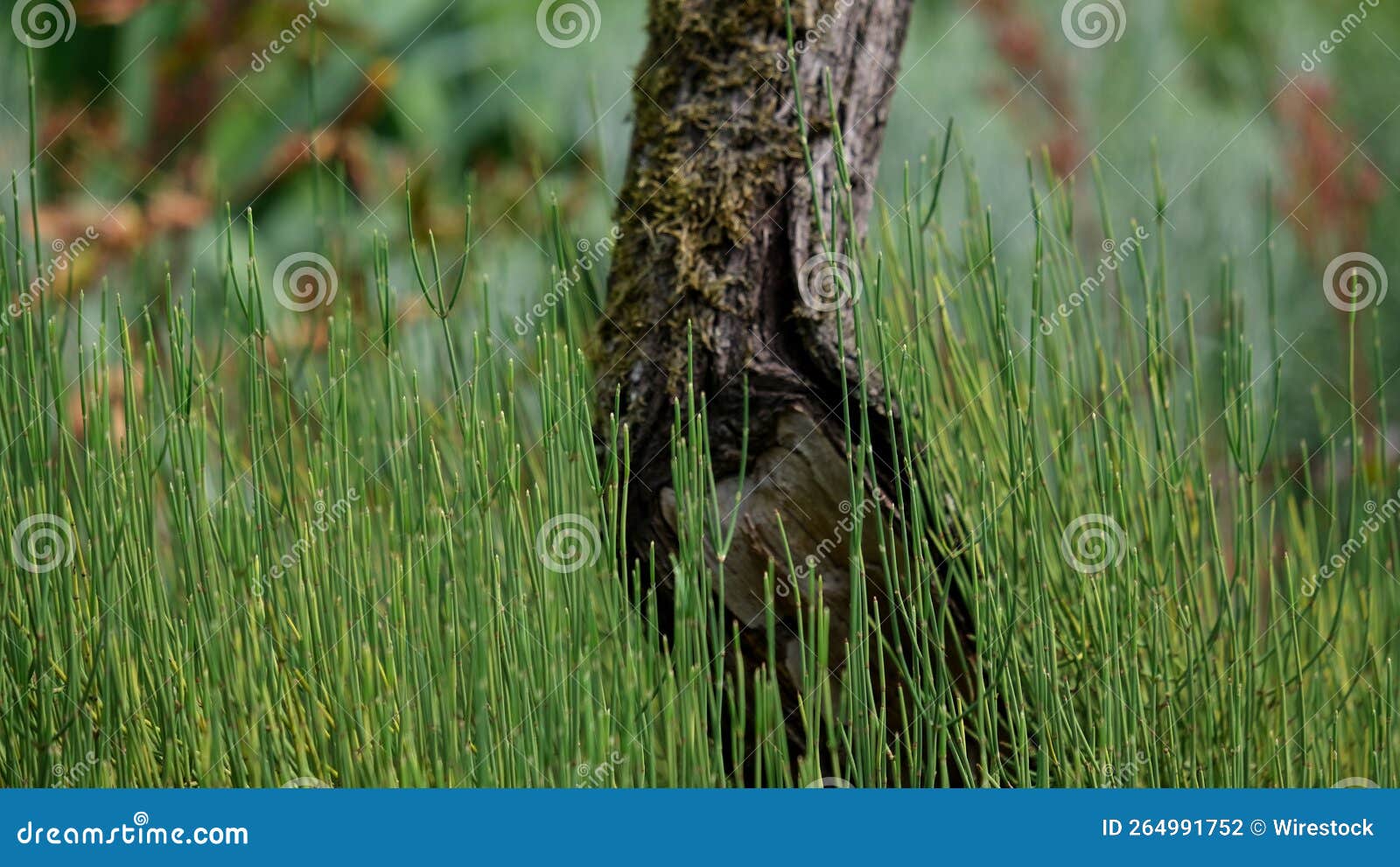 Mossy Tree Trunk in Green Grass Stock Photo - Image of trunk, bark ...