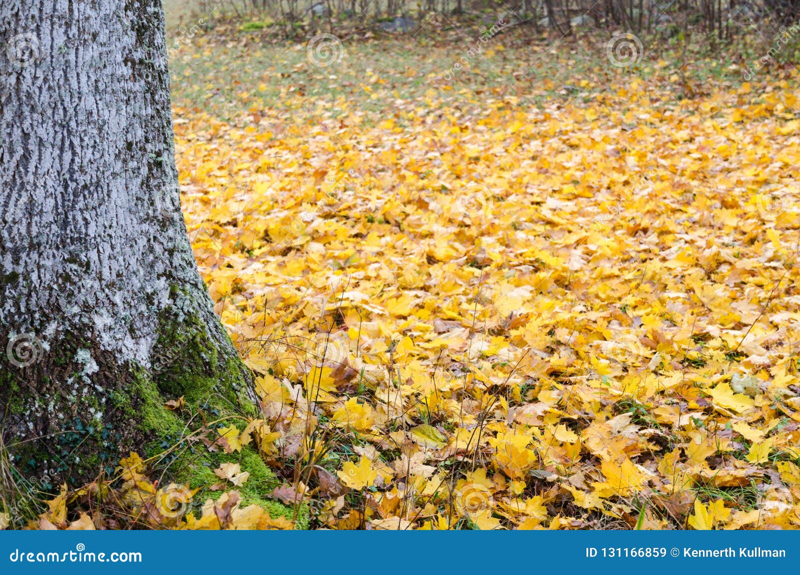 Mossy Tree Trunk and Maple Leaves Stock Image - Image of forest, golden: 131166859