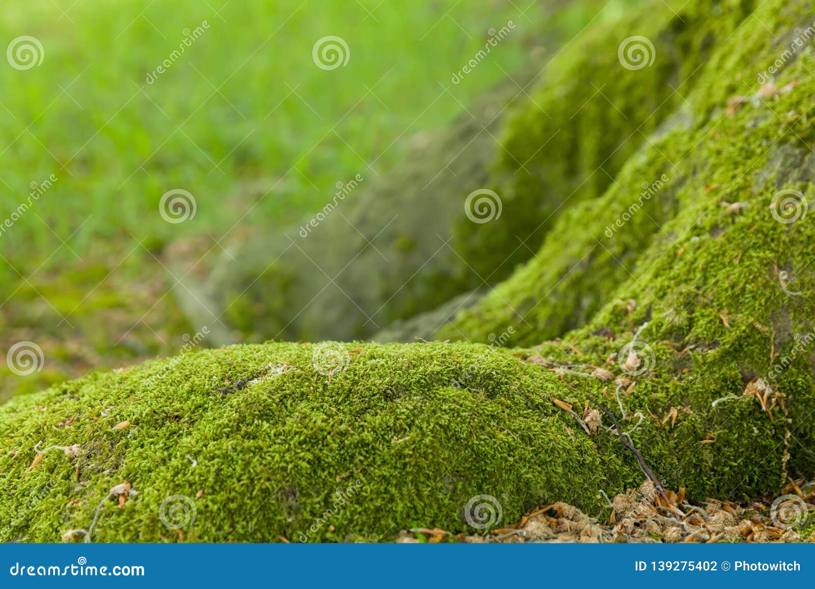 Mossy Tree And Flowing Stream In Lush Temperate Rainforest From ...