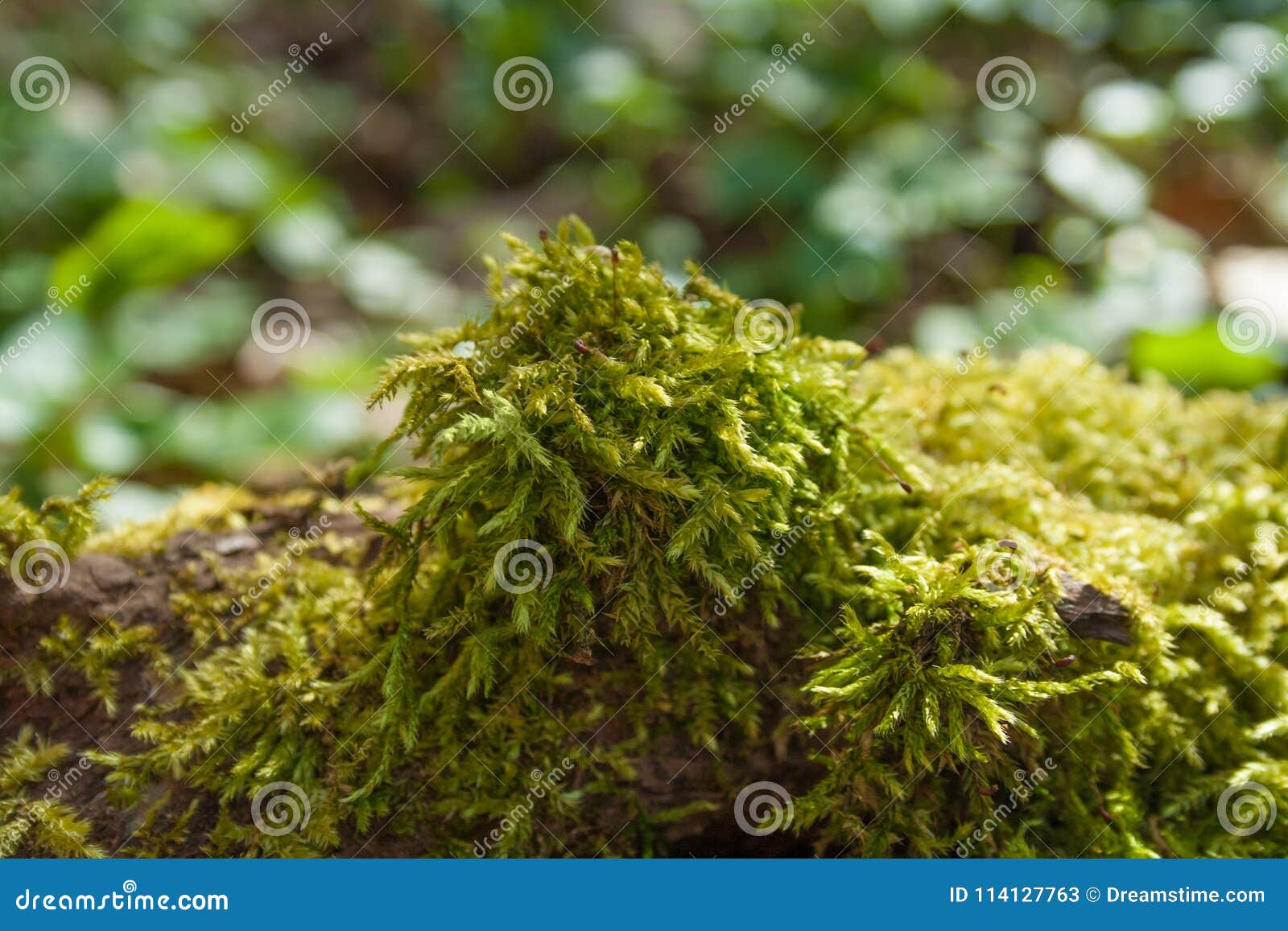 Mossy Tree within the Woods Stock Image - Image of acurren, natural ...