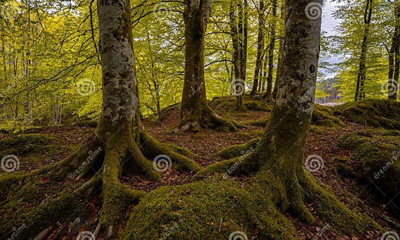 Mossy Trees with Big Roots in a Forest Stock Photo - Image of natural ...
