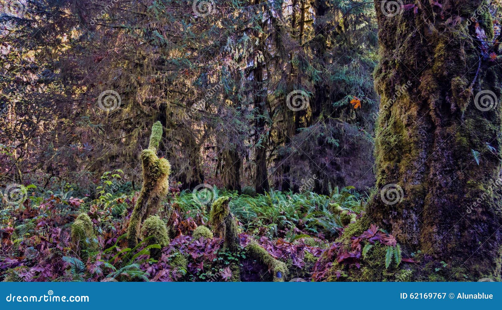 Mossy Trees in a Forest stock image. Image of mossy, outdoor - 62169767