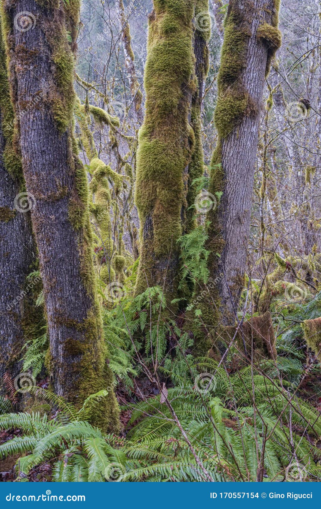 Mossy Trees in a Forest Oregon State Stock Photo - Image of trunks ...
