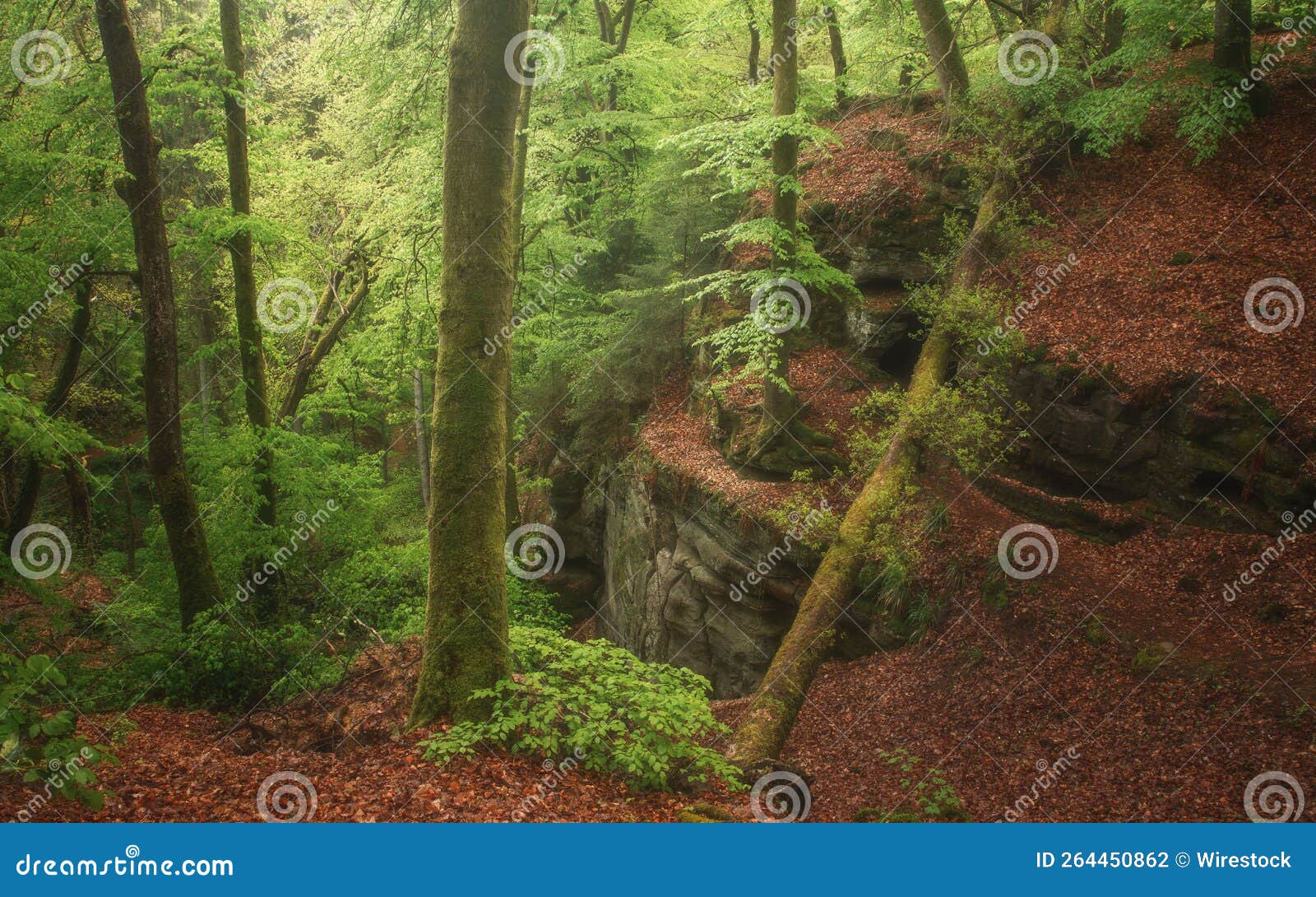 Mossy Trees and Plants Woth Cascade Rocky Stairs in the Forest Stock ...