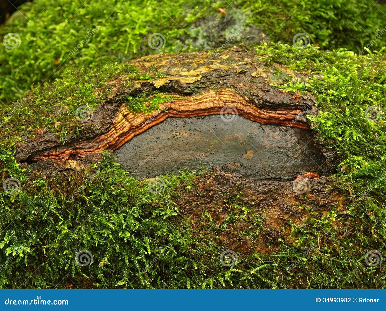 Mossy Trunk. the Hole in Brown Wet Mossy Bark of Ash Tree Root. Stock ...