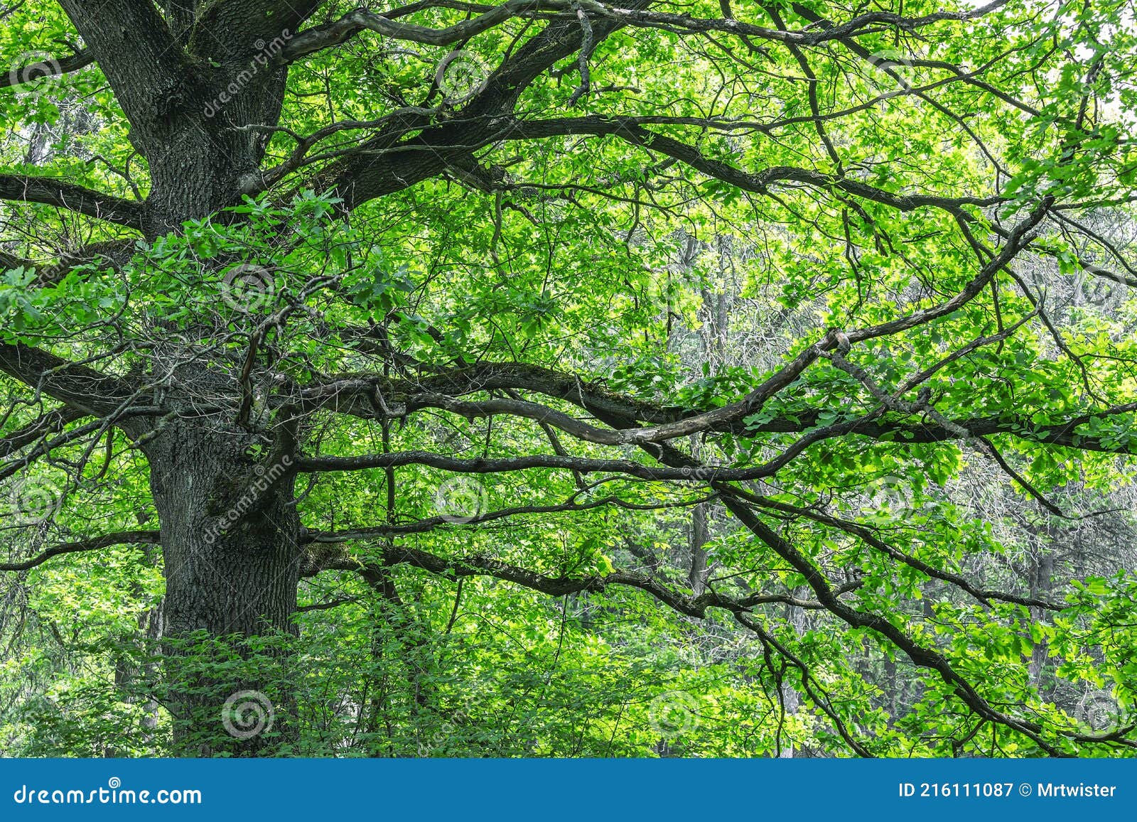 Mossy Trunk and Twisted Limbs of a Towering Old Oak Tree in Park Stock ...