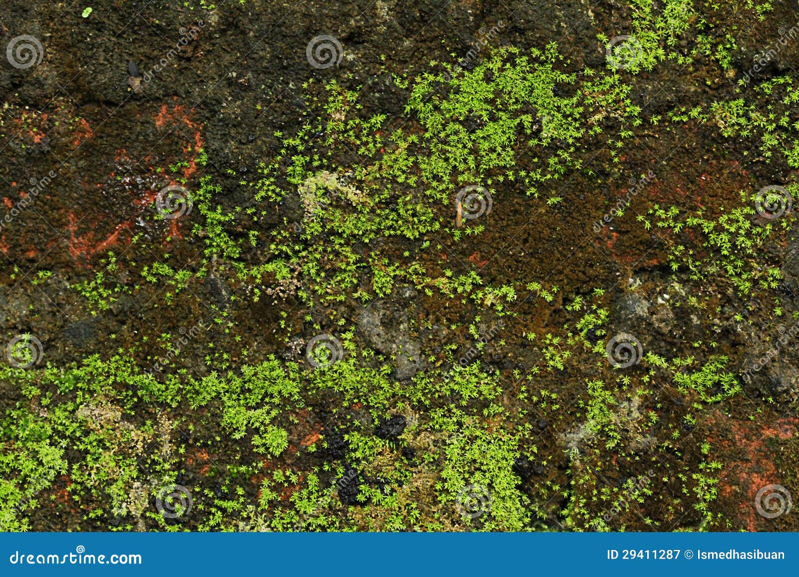 Mossy wall stock image. Image of wall, back, ground, green - 29411287