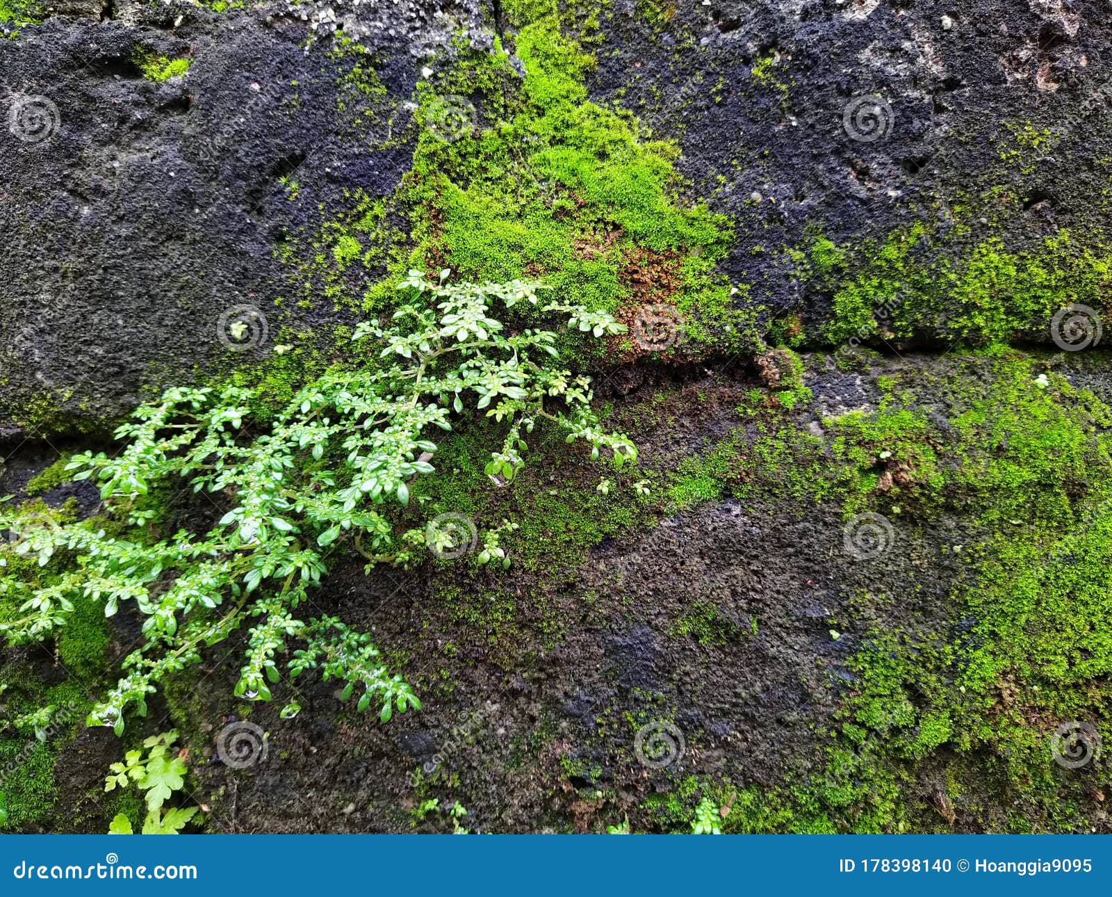 Mossy wall background stock photo. Image of background - 178398140
