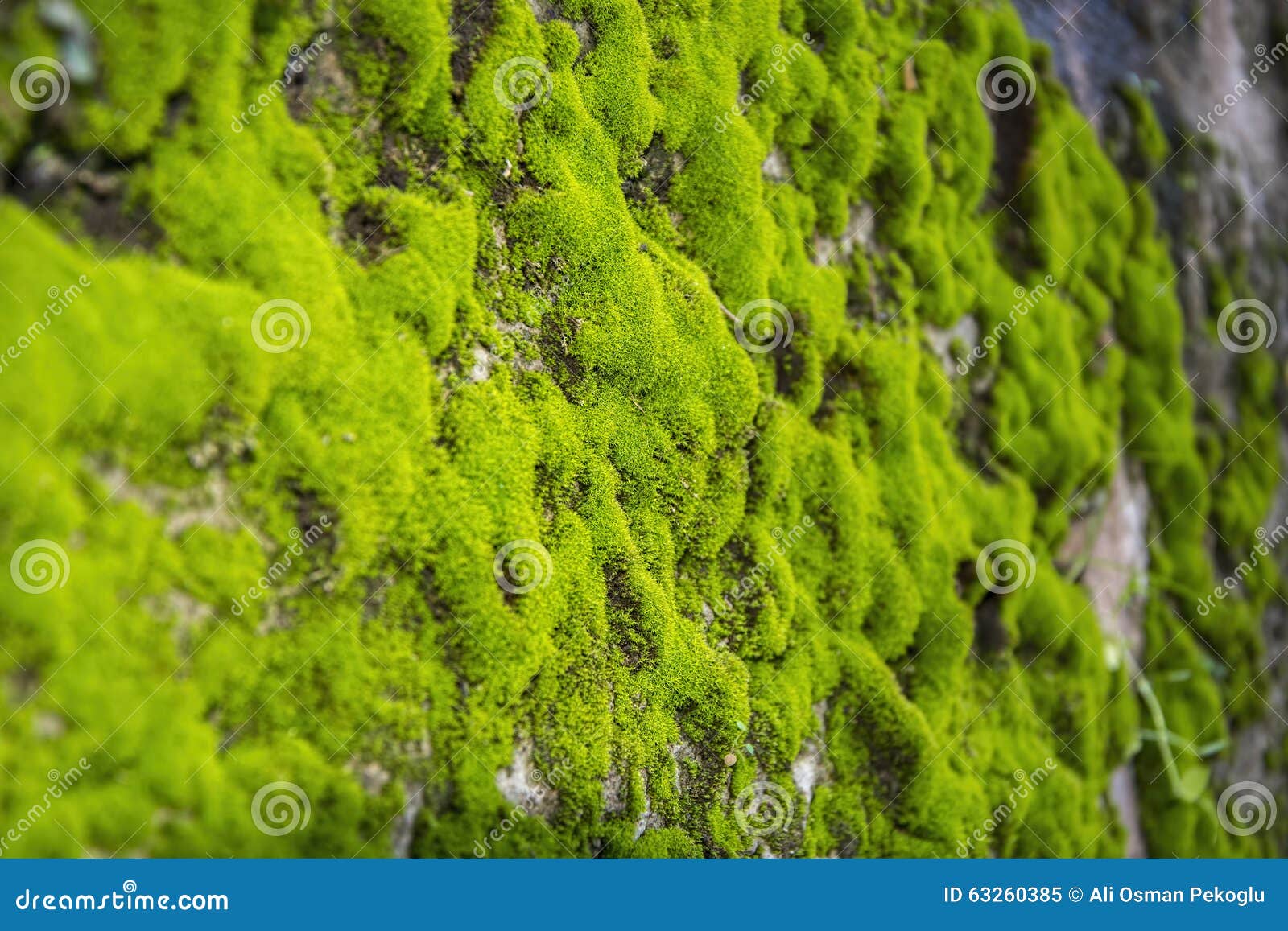 Mossy wall stock image. Image of nature, scenic, ancient - 63260385