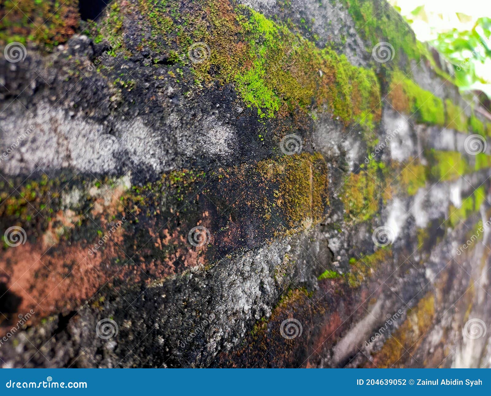 Mossy walls stock photo. Image of formation, tree, reflection - 204639052