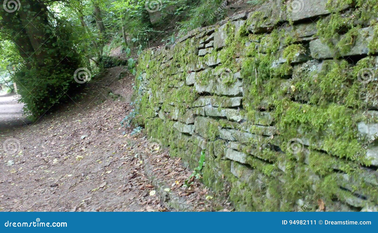 Mossy wall stock image. Image of green, wall, path, mossy - 94982111