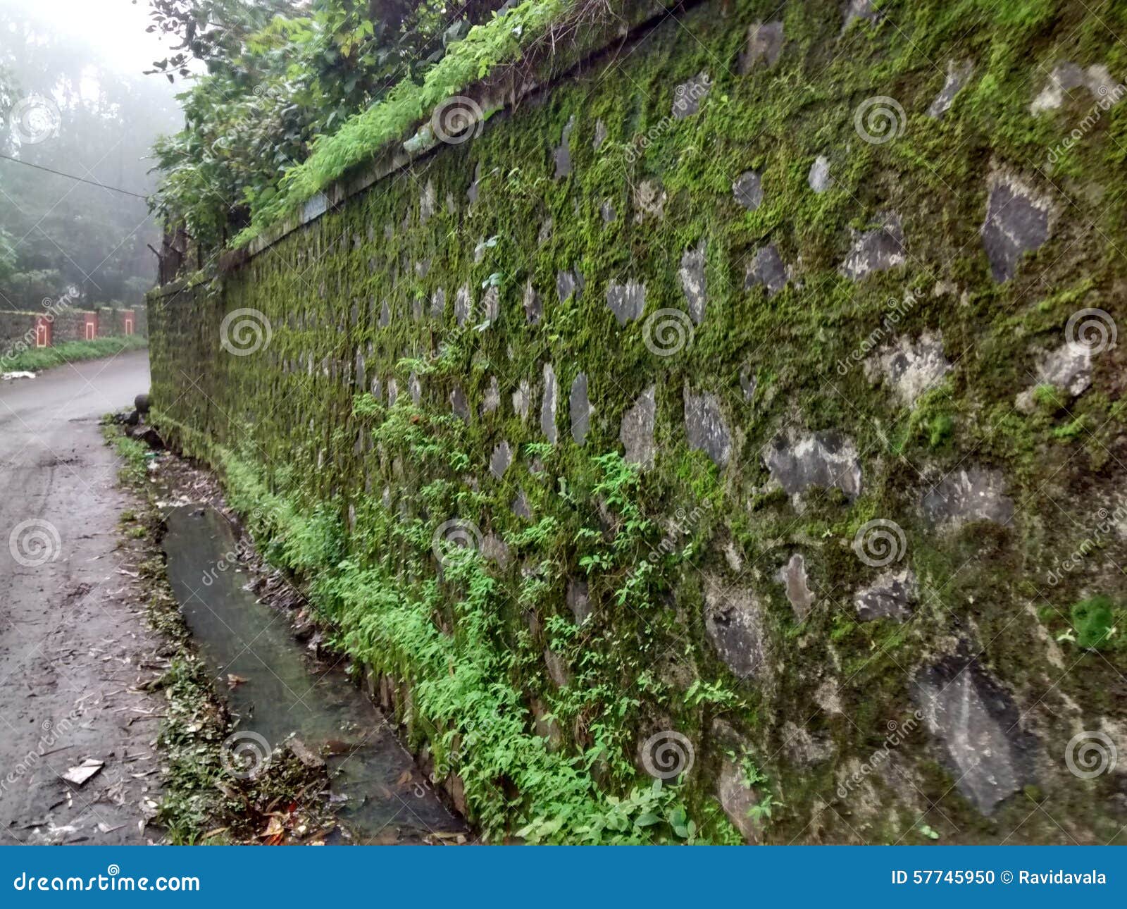 Mossy wall on a rainy day. stock photo. Image of continuous - 57745950