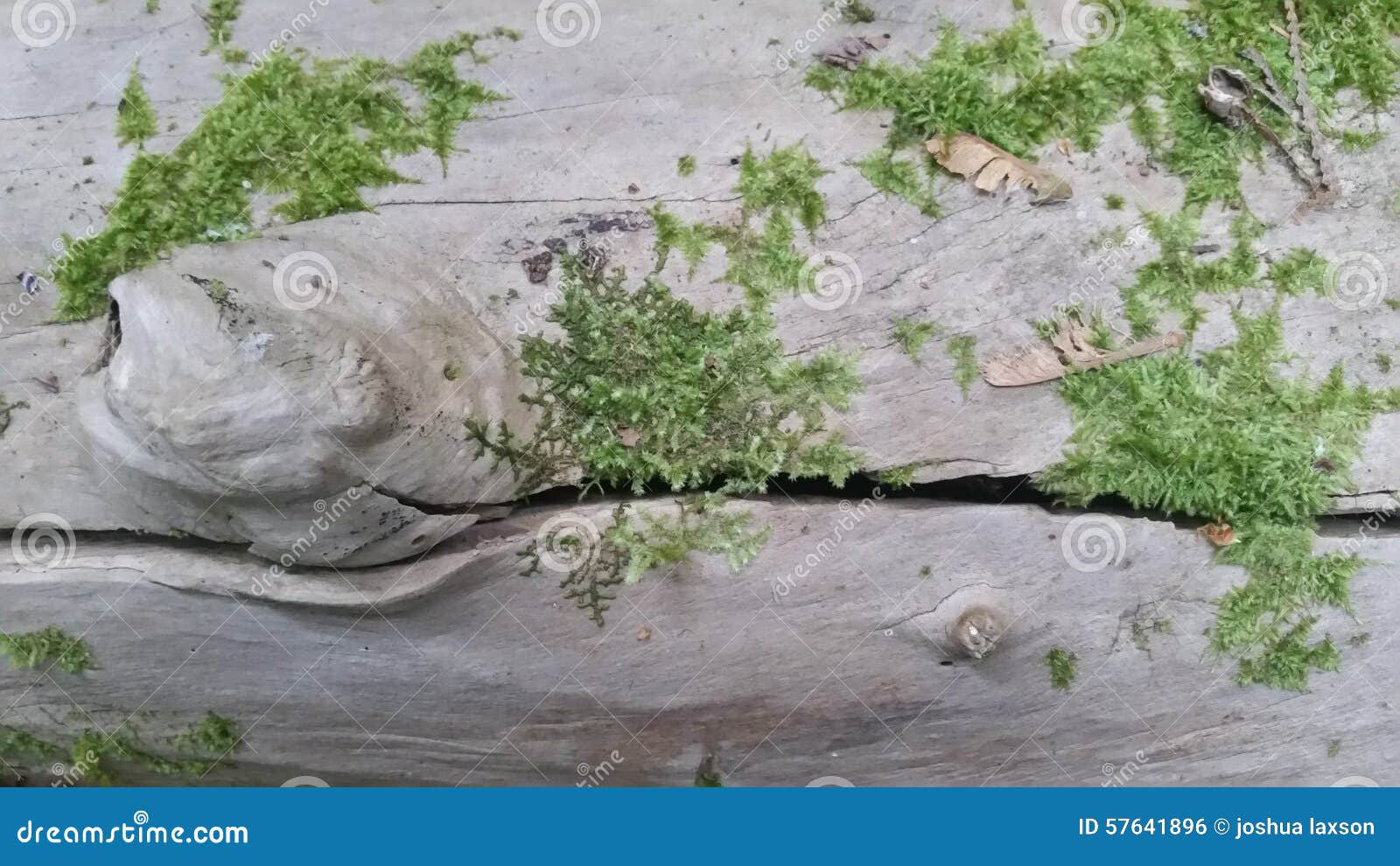 Mossy wood stock photo. Image of green, texture, moss - 57641896