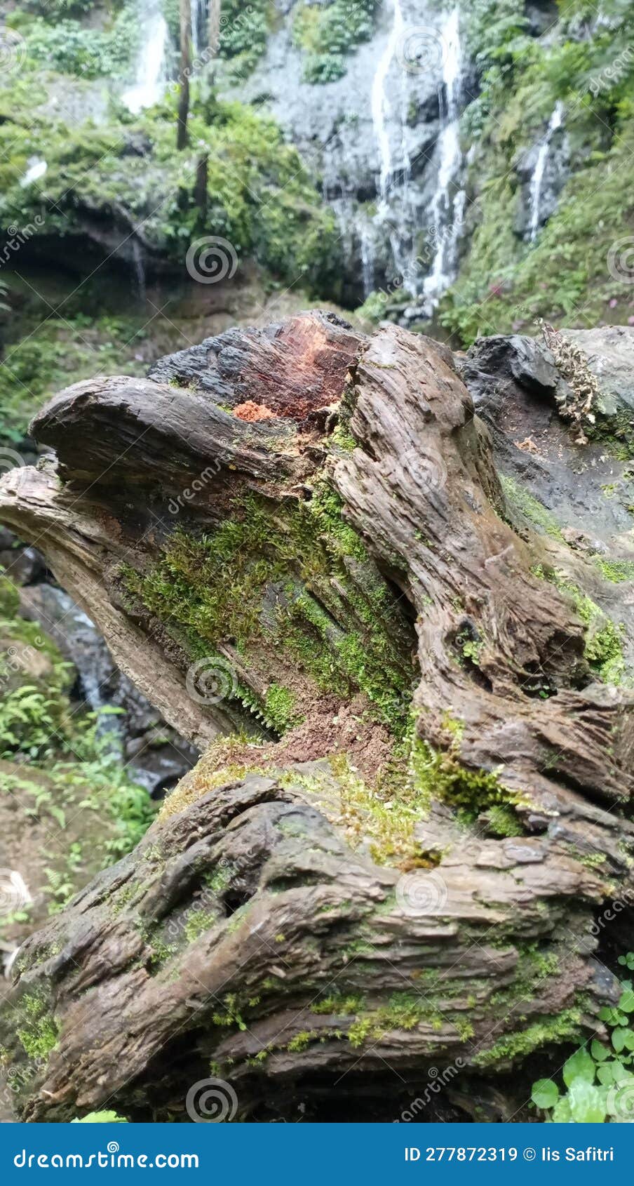 Mossy Wood Texture with a Small Waterfall Stock Image - Image of ...