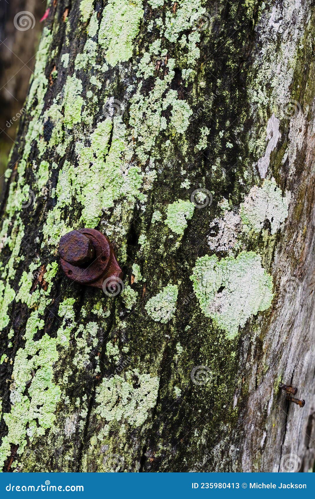 Mossy Wooden Post stock image. Image of grunge, surface - 235980413