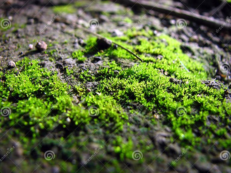 Mossy World stock photo. Image of details, textures, detail - 2822486
