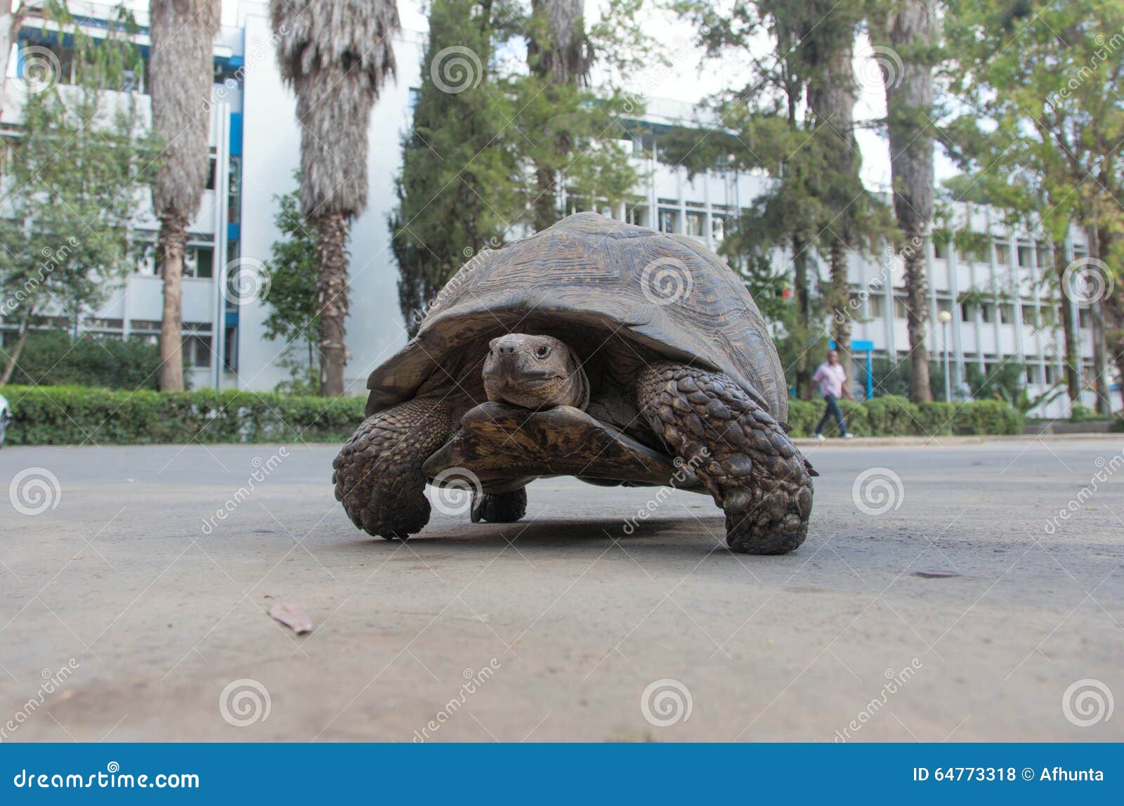 Most African tortoise stock photo. Image of retract, grasslands - 64773318
