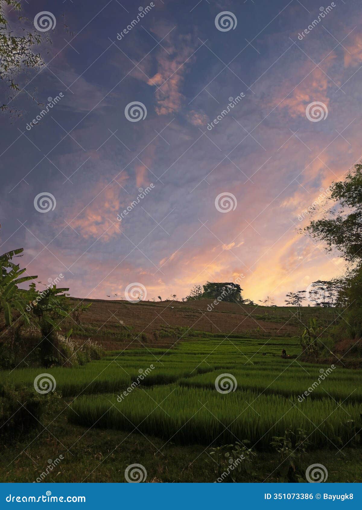 The Most Amazing Rice Field View Stock Photo - Image of rice, field ...