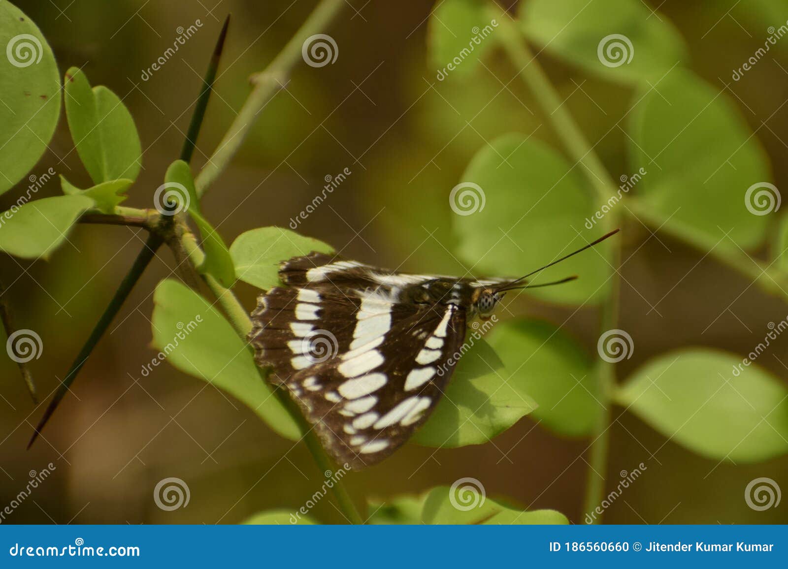 Most Attractive Butterfly of Himalaya.common Sergeant Athyma Perius ...