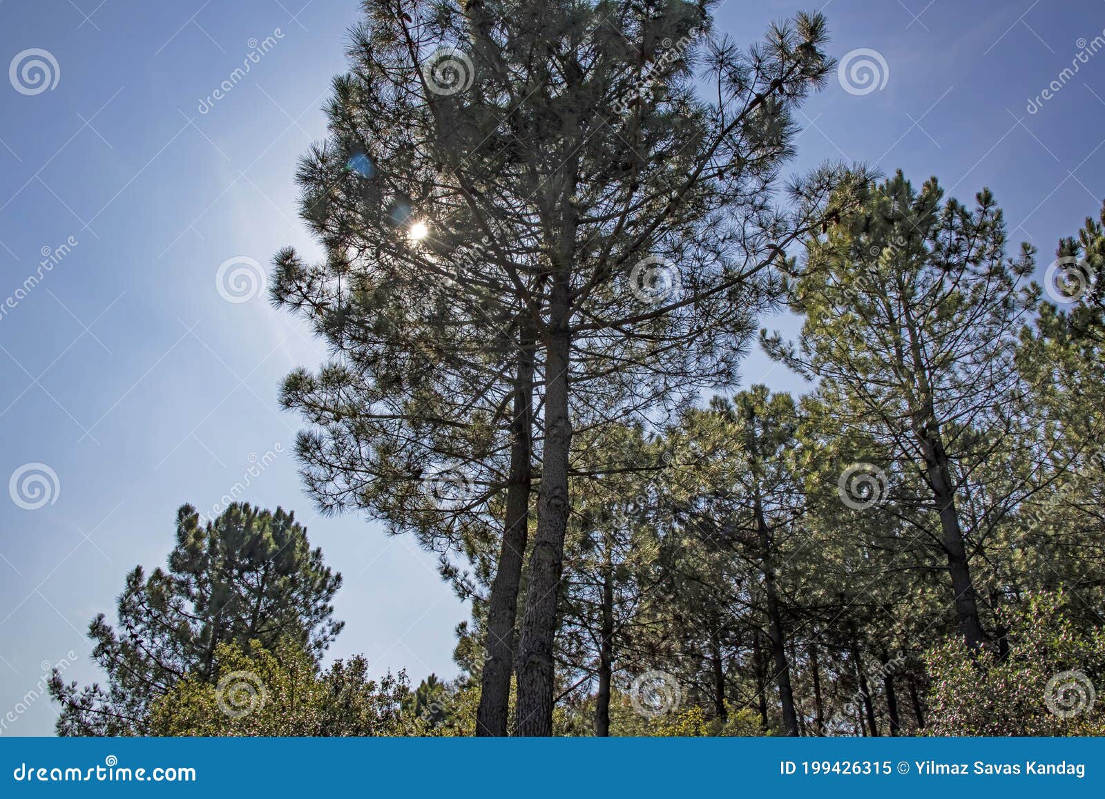 The Most Basic Oxygen Source Trees Stock Image - Image of forest ...