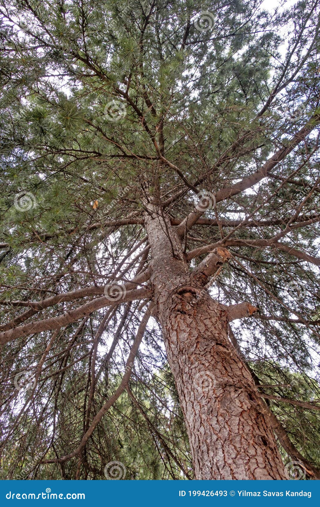 The Most Basic Oxygen Source Trees Stock Image - Image of leaf, healthy ...