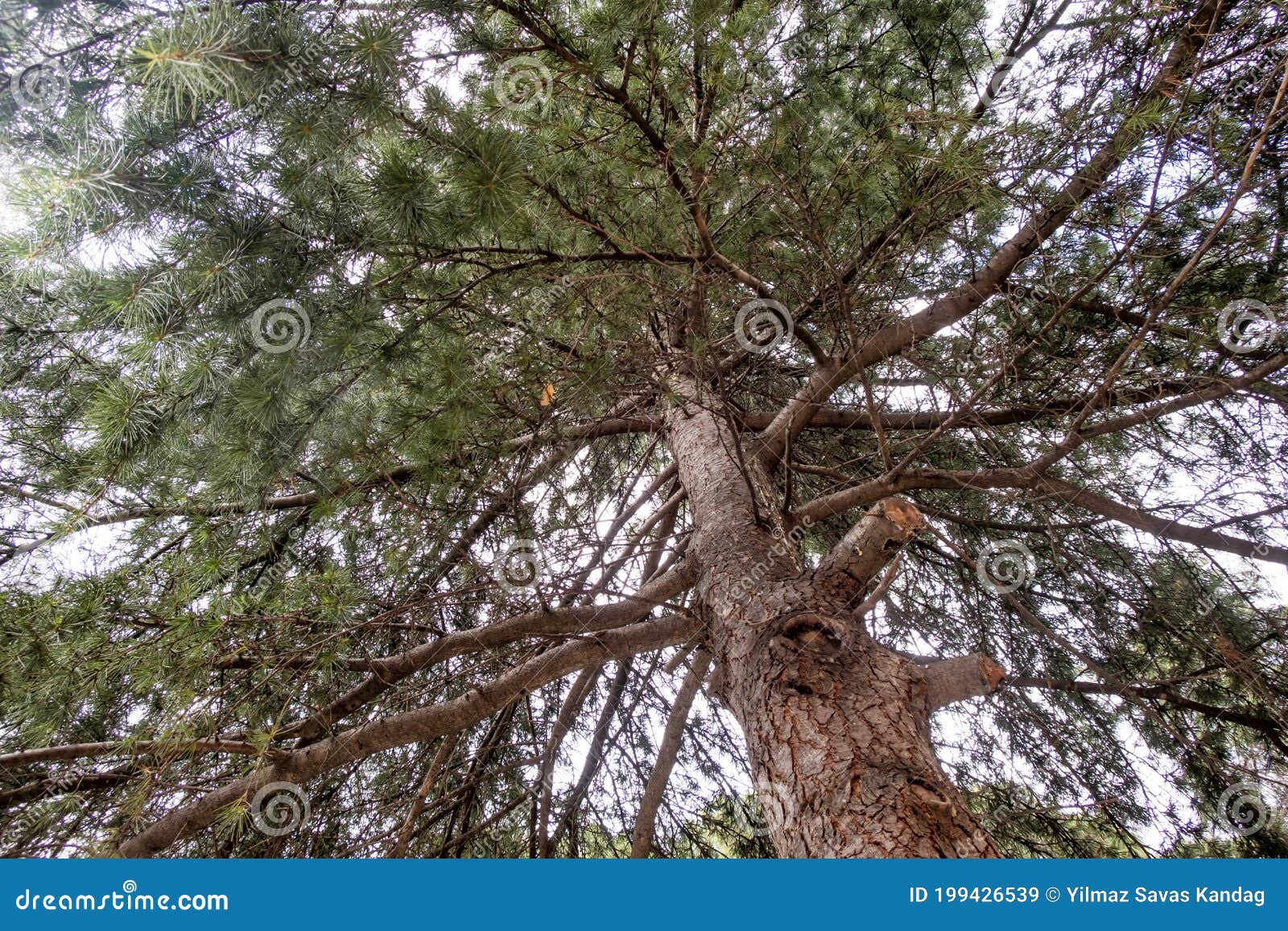 The Most Basic Oxygen Source Trees Stock Image - Image of beautiful ...