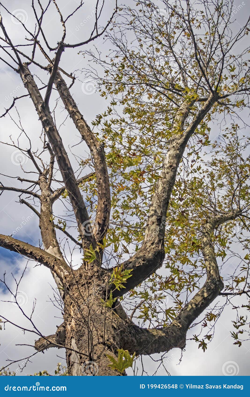The Most Basic Oxygen Source Trees Stock Photo - Image of healthy ...