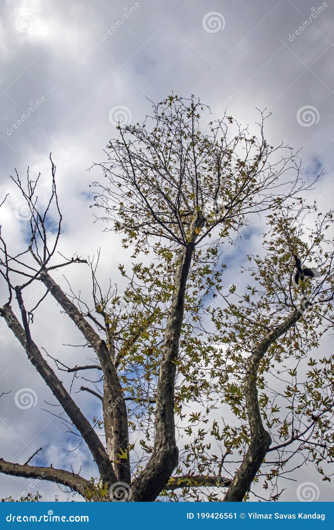 The Most Basic Oxygen Source Trees Stock Image - Image of healthy ...