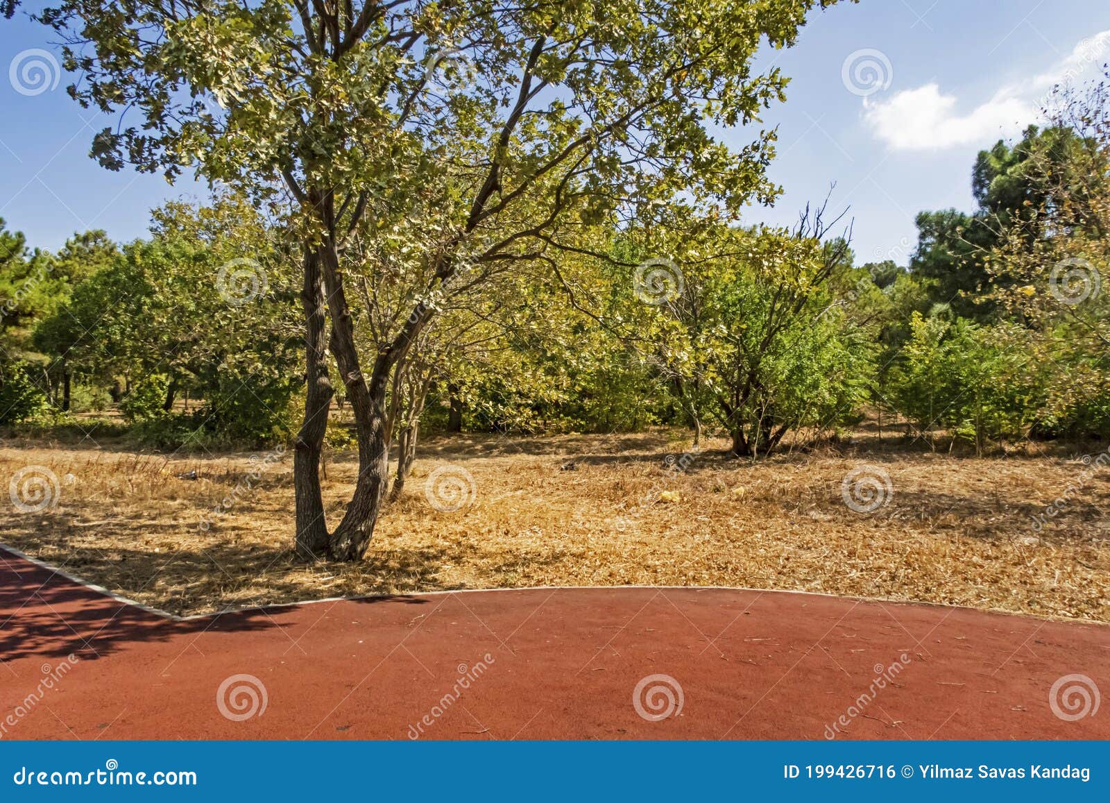 The Most Basic Oxygen Source Trees Stock Photo - Image of leaf, garden ...