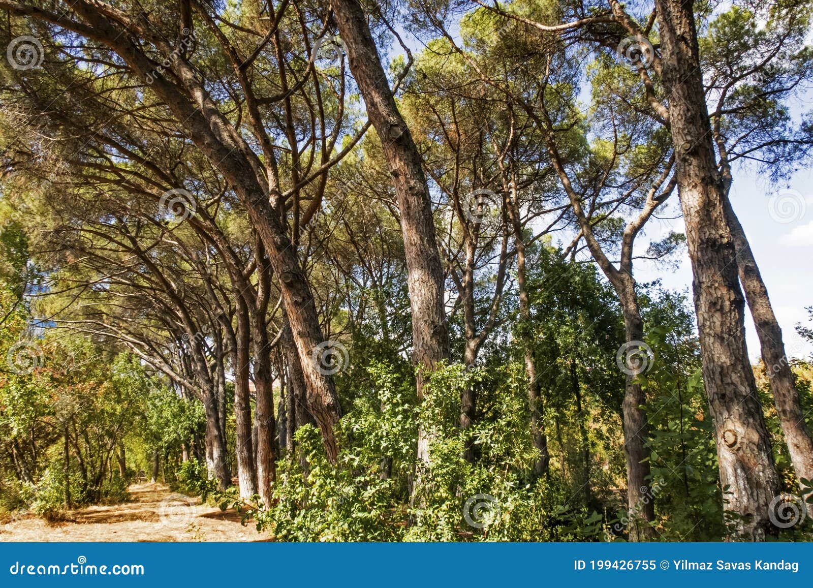 The Most Basic Oxygen Source Trees Stock Image - Image of decorative ...