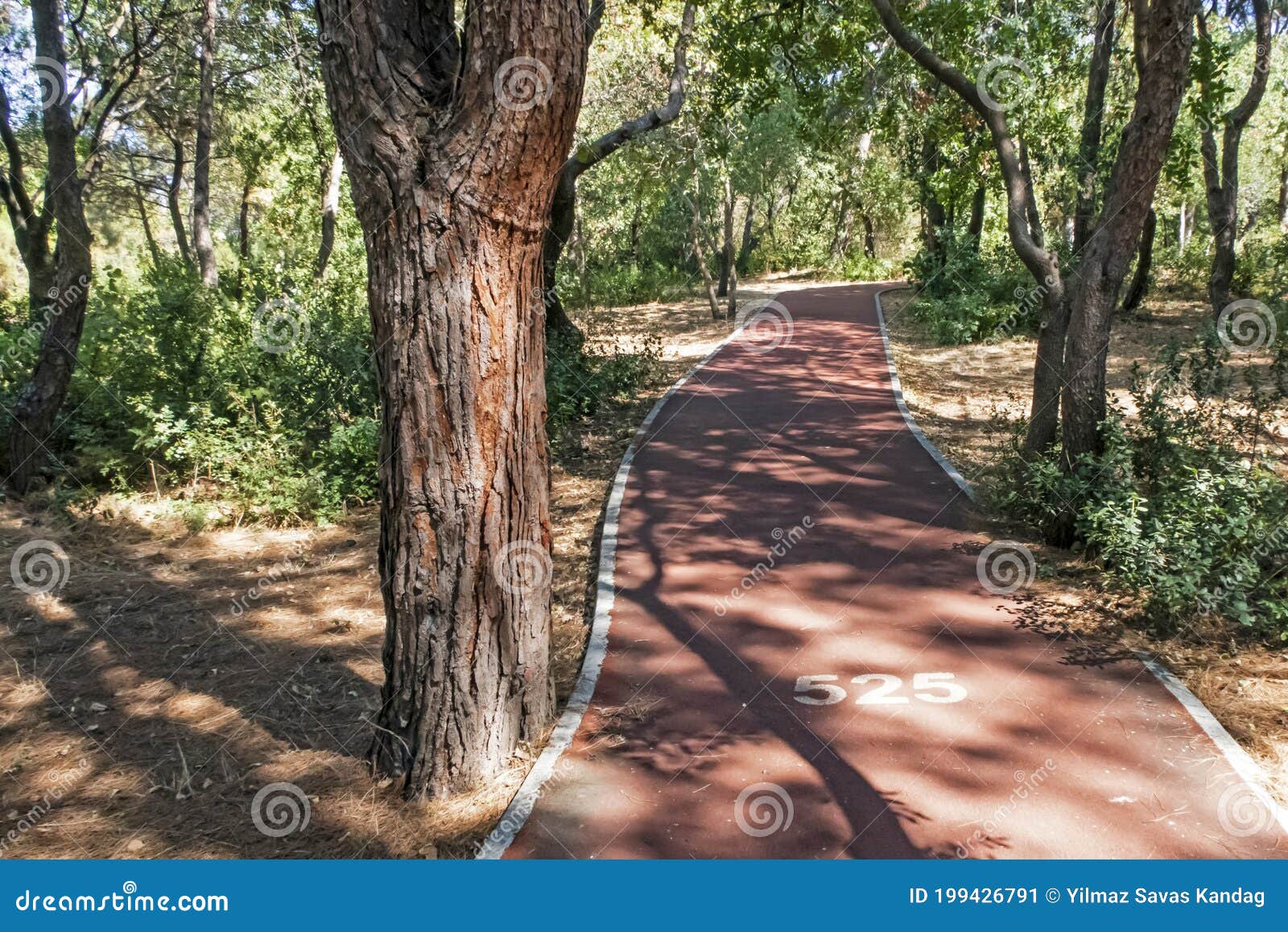 The Most Basic Oxygen Source Trees Stock Image - Image of drawing, leaf ...
