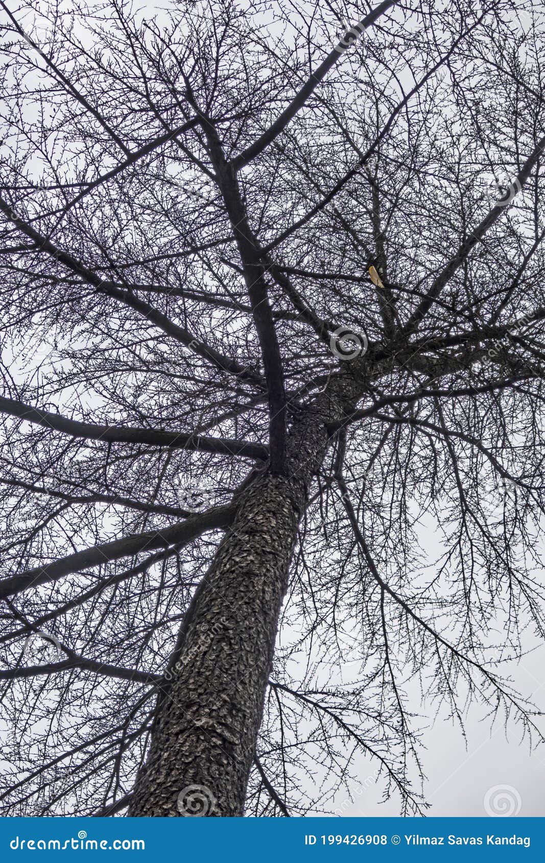The Most Basic Oxygen Source Trees Stock Photo - Image of beautiful ...