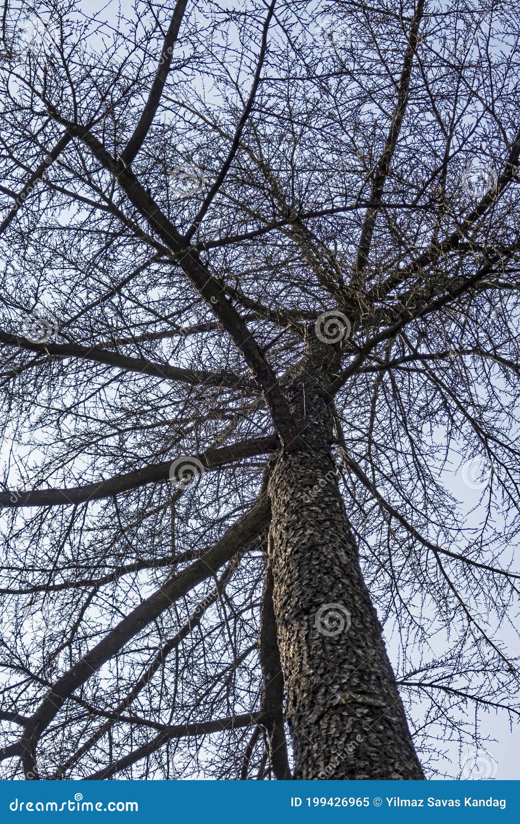 The Most Basic Oxygen Source Trees Stock Image - Image of leaves ...