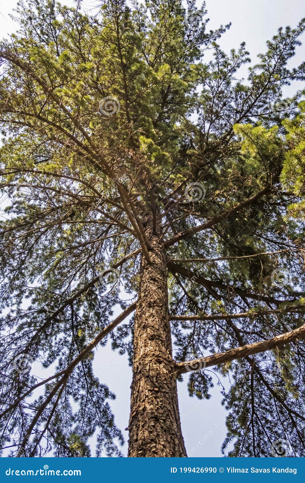 The Most Basic Oxygen Source Trees Stock Photo - Image of growth ...