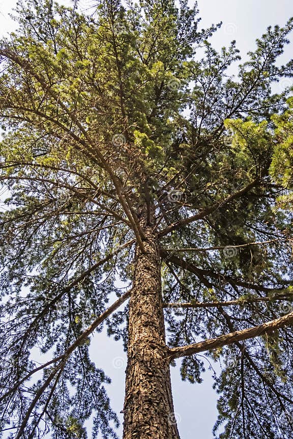 The Most Basic Oxygen Source Trees Stock Image - Image of drawing ...