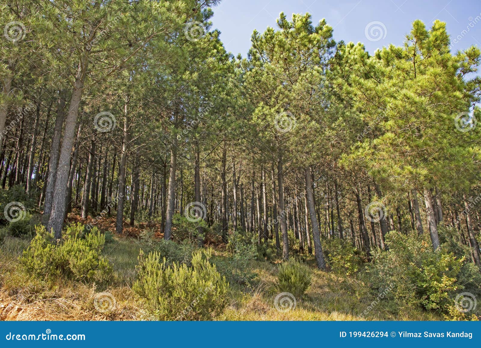 The Most Basic Oxygen Source Trees Stock Photo - Image of drawing ...