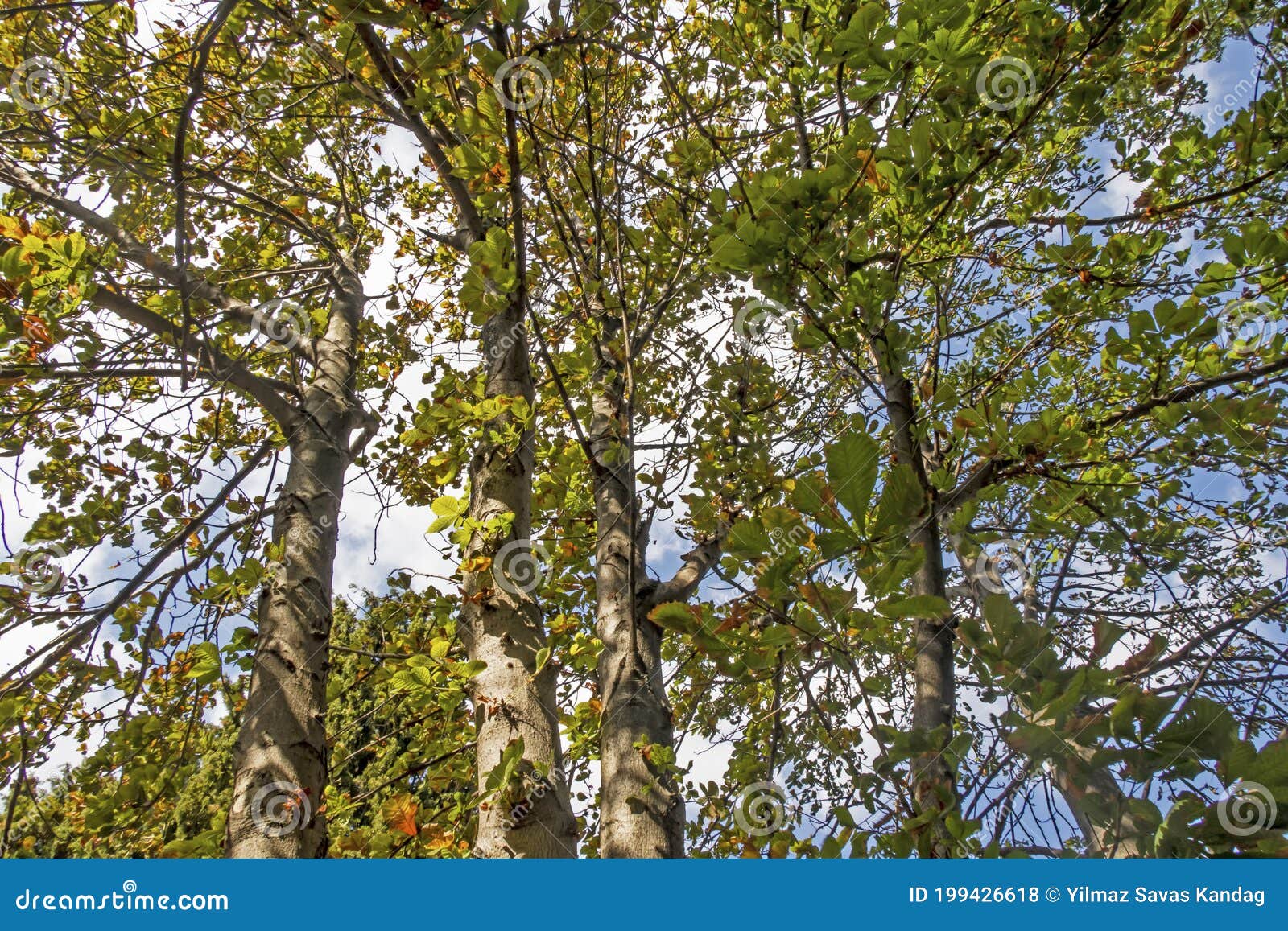 The Most Basic Oxygen Source Trees Stock Photo - Image of botanical ...