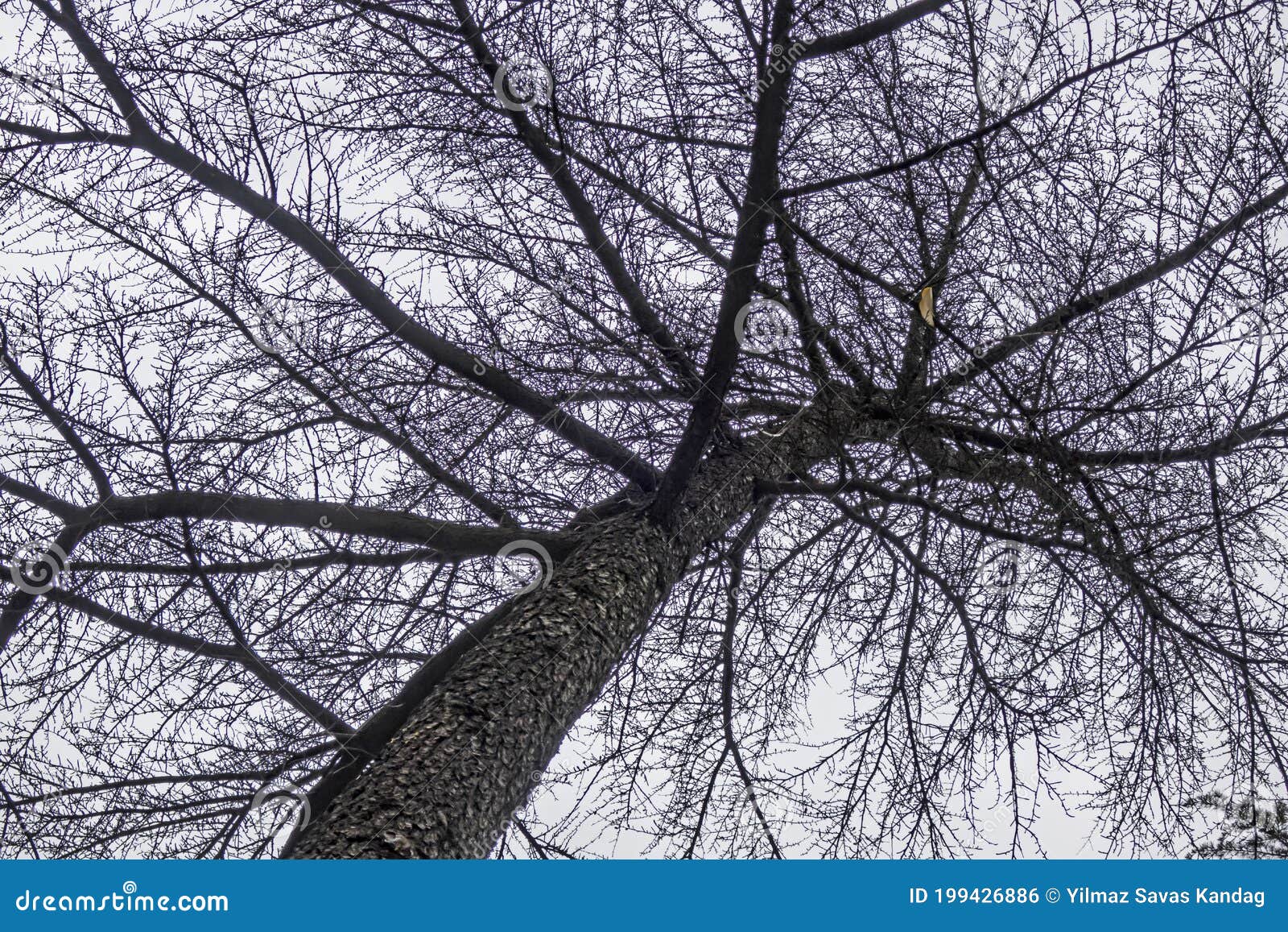 The Most Basic Oxygen Source Trees Stock Photo - Image of basic, botany ...