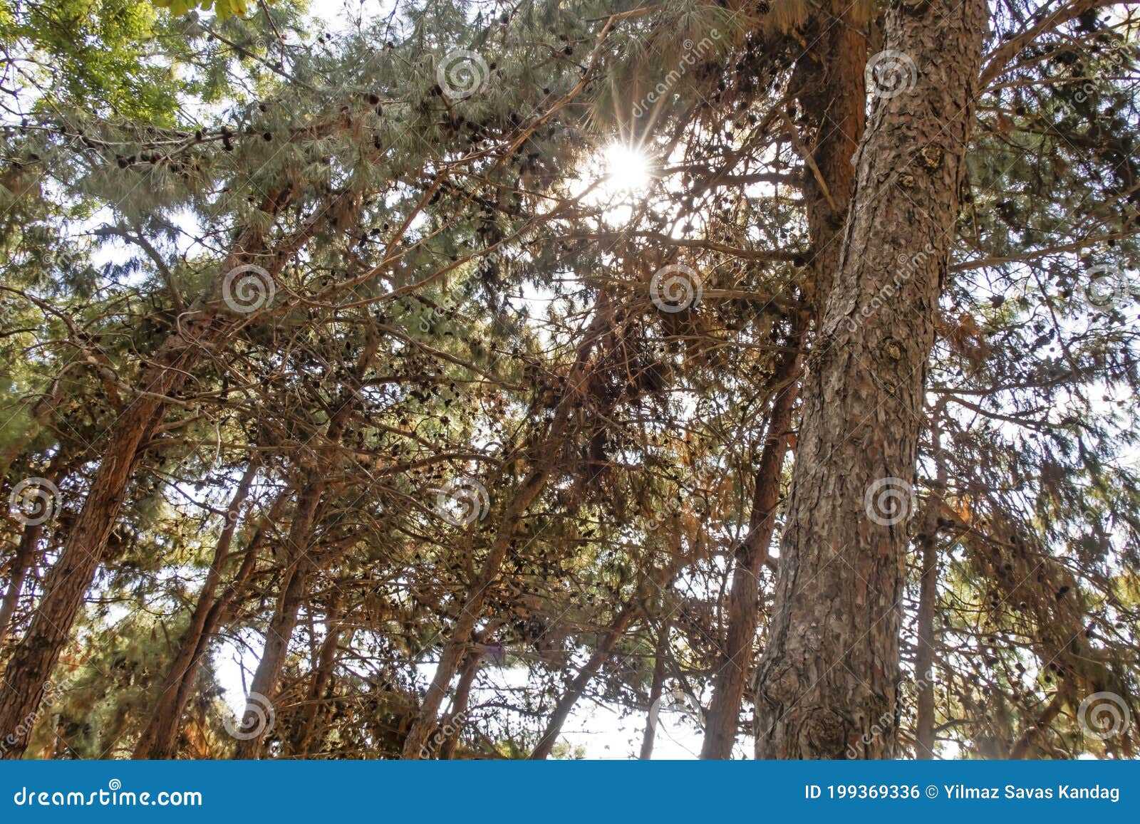 The Most Basic Oxygen Source Trees Stock Photo - Image of growth ...
