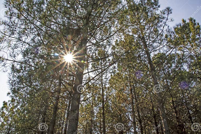 The Most Basic Oxygen Source Trees Stock Image - Image of ecology ...