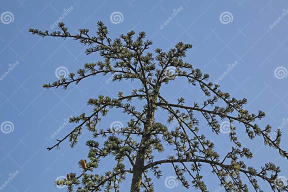 The Most Basic Oxygen Source Trees Stock Image - Image of decorative ...