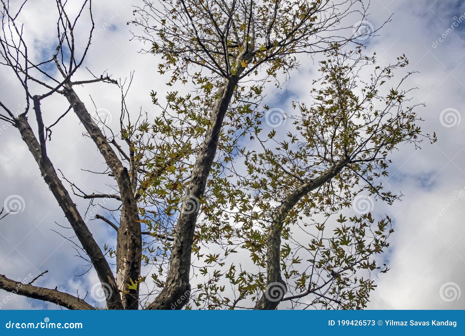 The Most Basic Oxygen Source Trees Stock Image - Image of branch ...