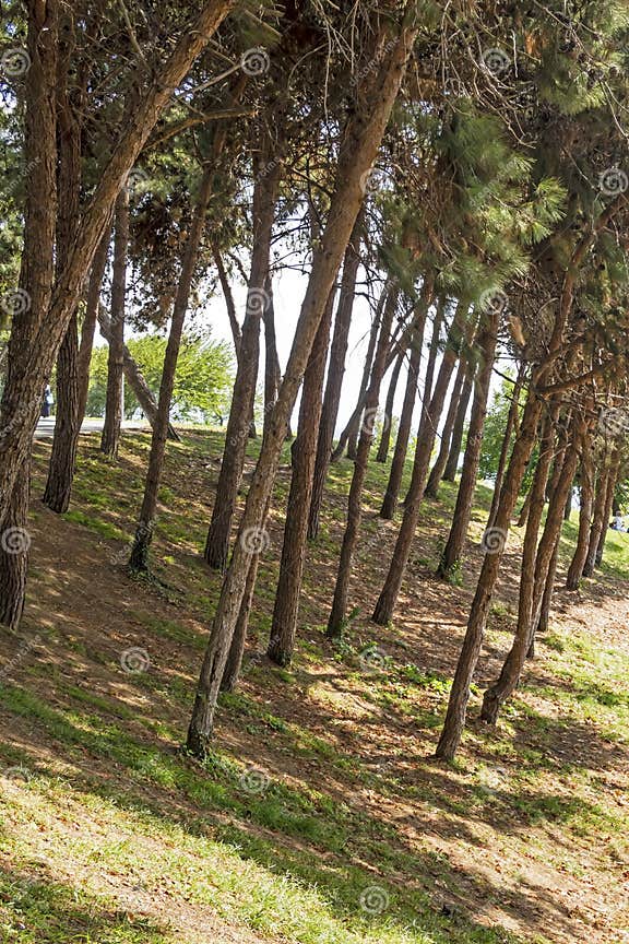 The Most Basic Oxygen Source Trees Stock Image - Image of green, garden ...