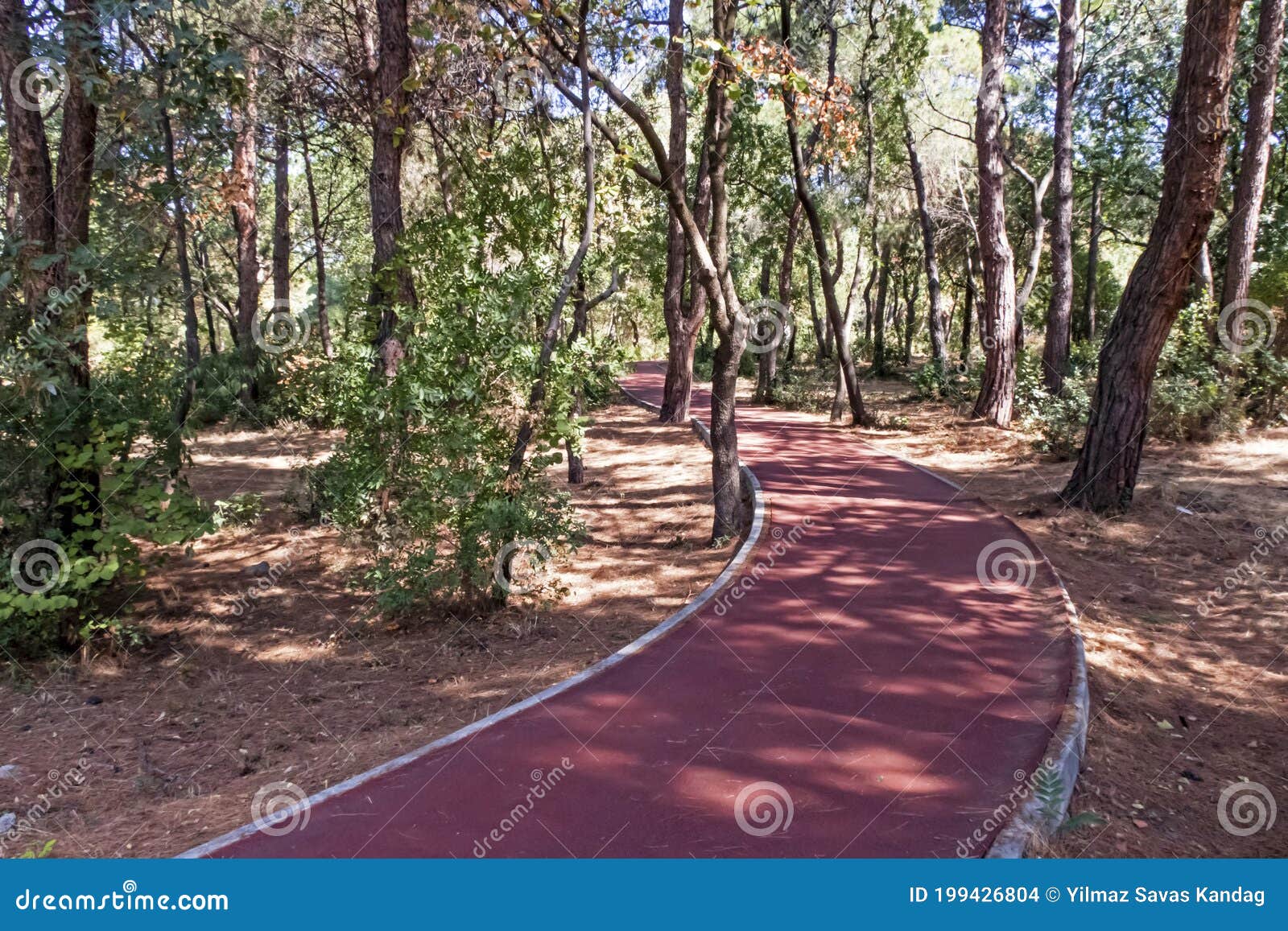 The Most Basic Oxygen Source Trees Stock Photo - Image of lifestyle ...