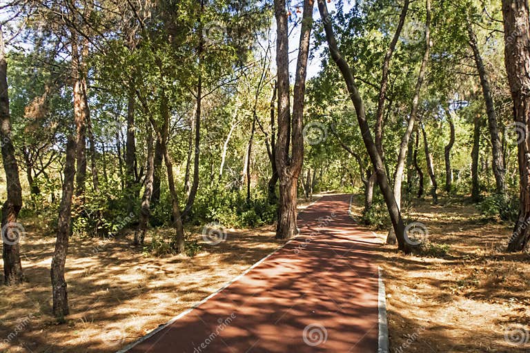 The Most Basic Oxygen Source Trees Stock Photo - Image of garden ...