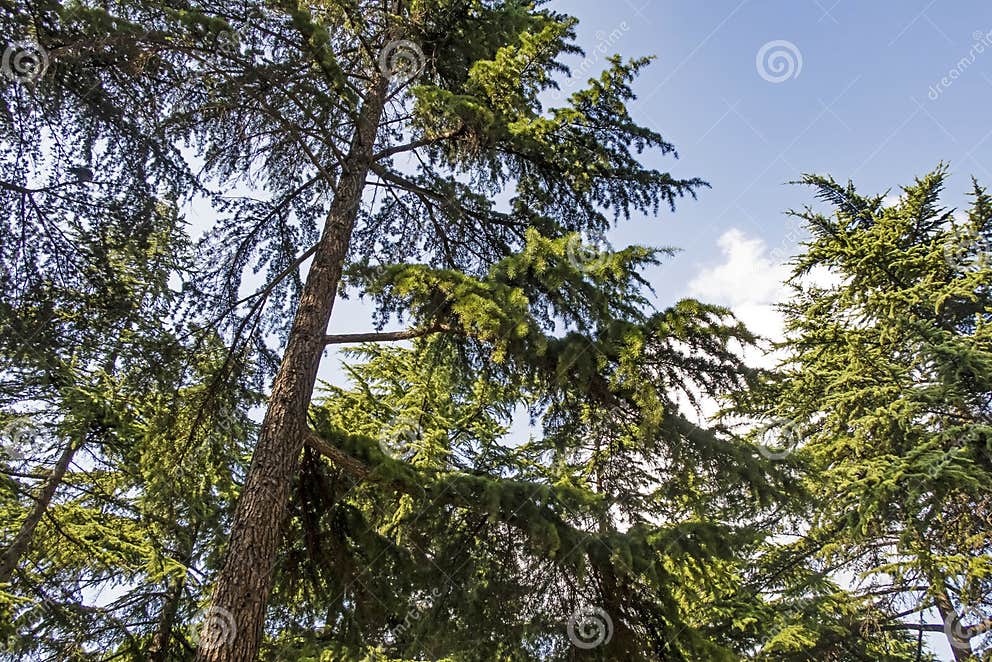 The Most Basic Oxygen Source Trees Stock Image - Image of garden ...