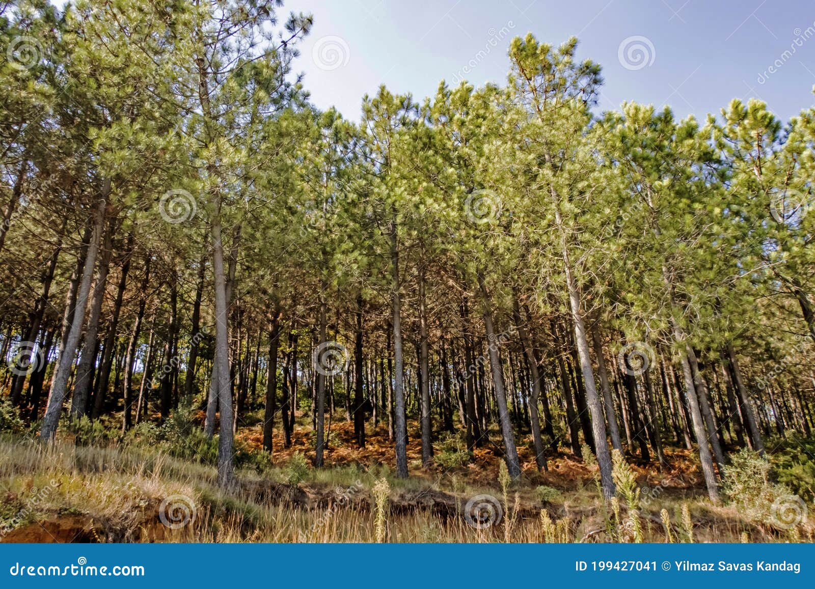 The Most Basic Oxygen Source Trees Stock Image - Image of decorative ...