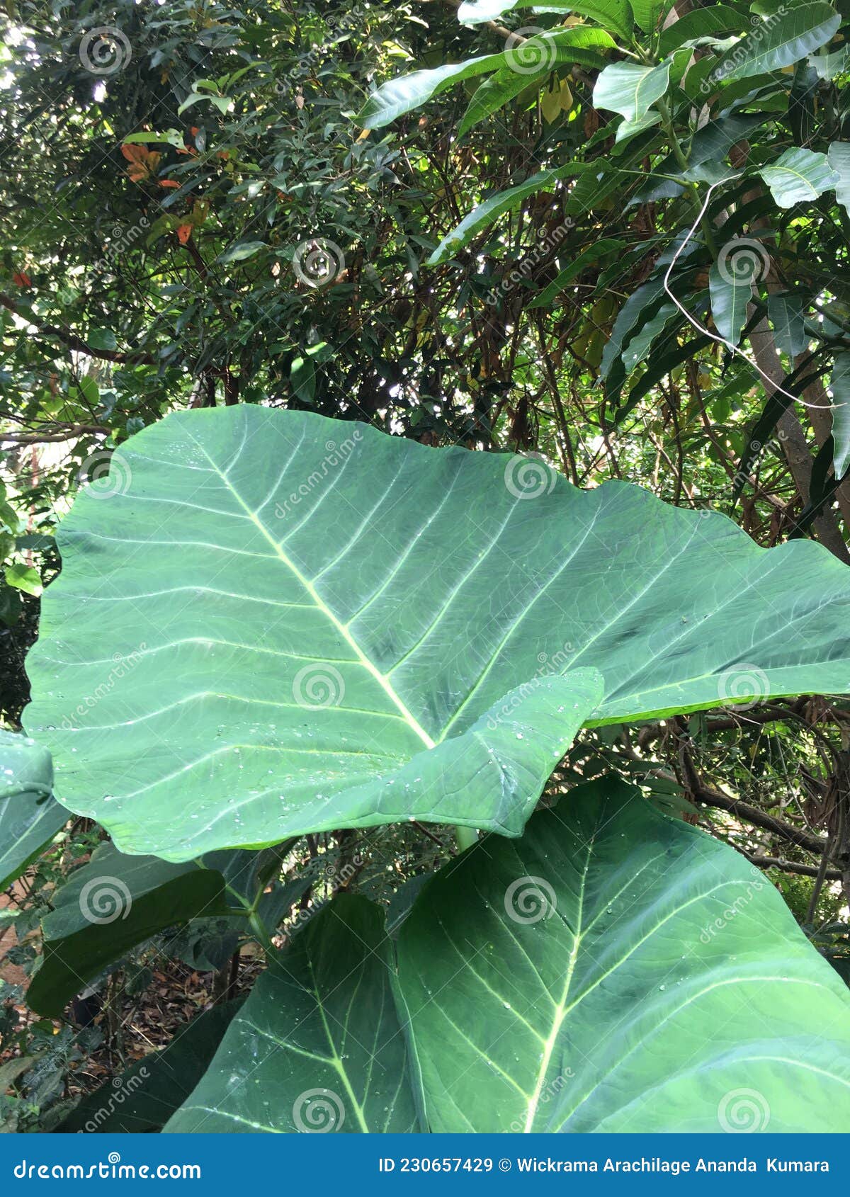 A most beautiful big leaf. stock image. Image of nature - 230657429